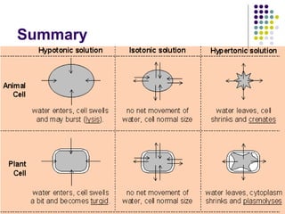 Hypertonic Diagram