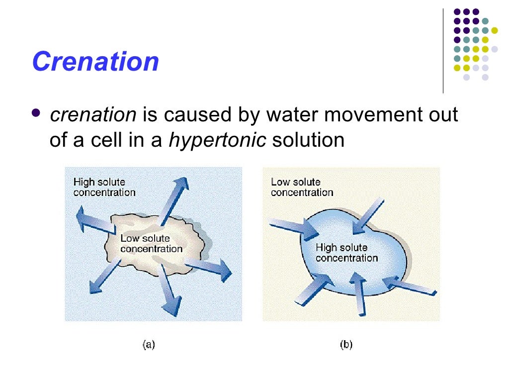 Chapter 3 Movement of Substances Lesson 2 - Effects of isotonic, hypo…