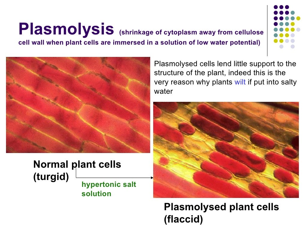 Chapter 3 Movement of Substances Lesson 2 - Effects of isotonic, hypo…