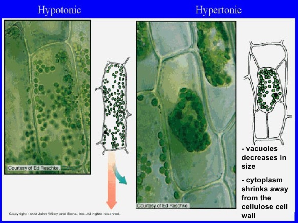 Chapter 3 Movement of Substances Lesson 2 - Effects of isotonic, hypo…