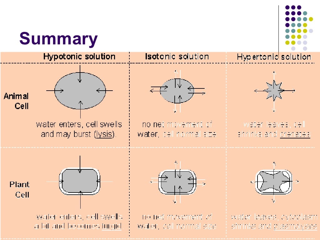 Chapter 3 Movement of Substances Lesson 2 - Effects of isotonic, hypo…