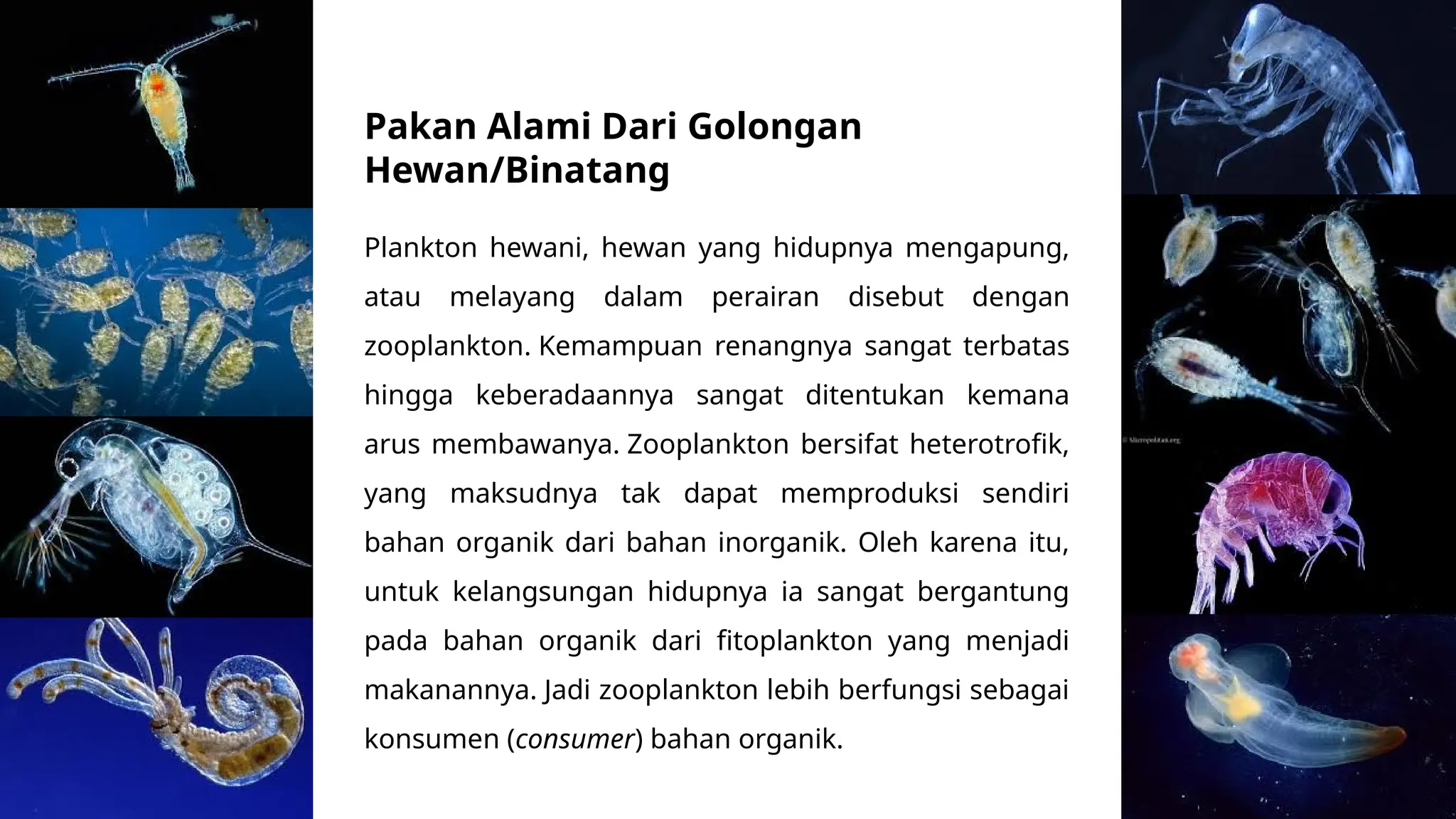 2_Jenis jenis Pakan Alami_Budidaya Perikanan.pptx