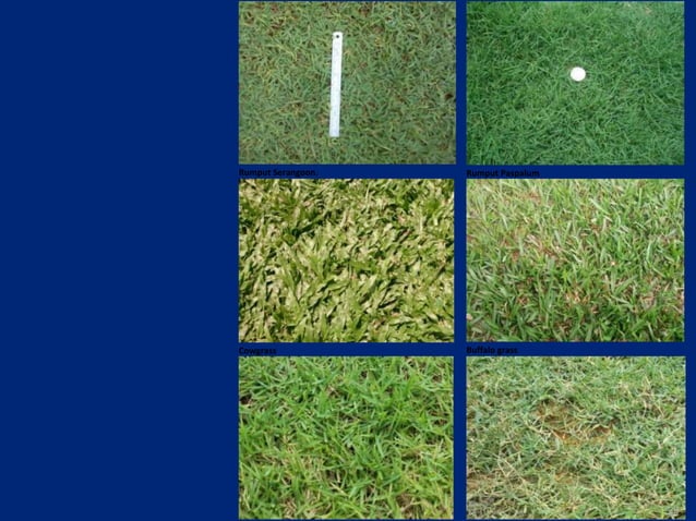 Jenis rumput | PPTX