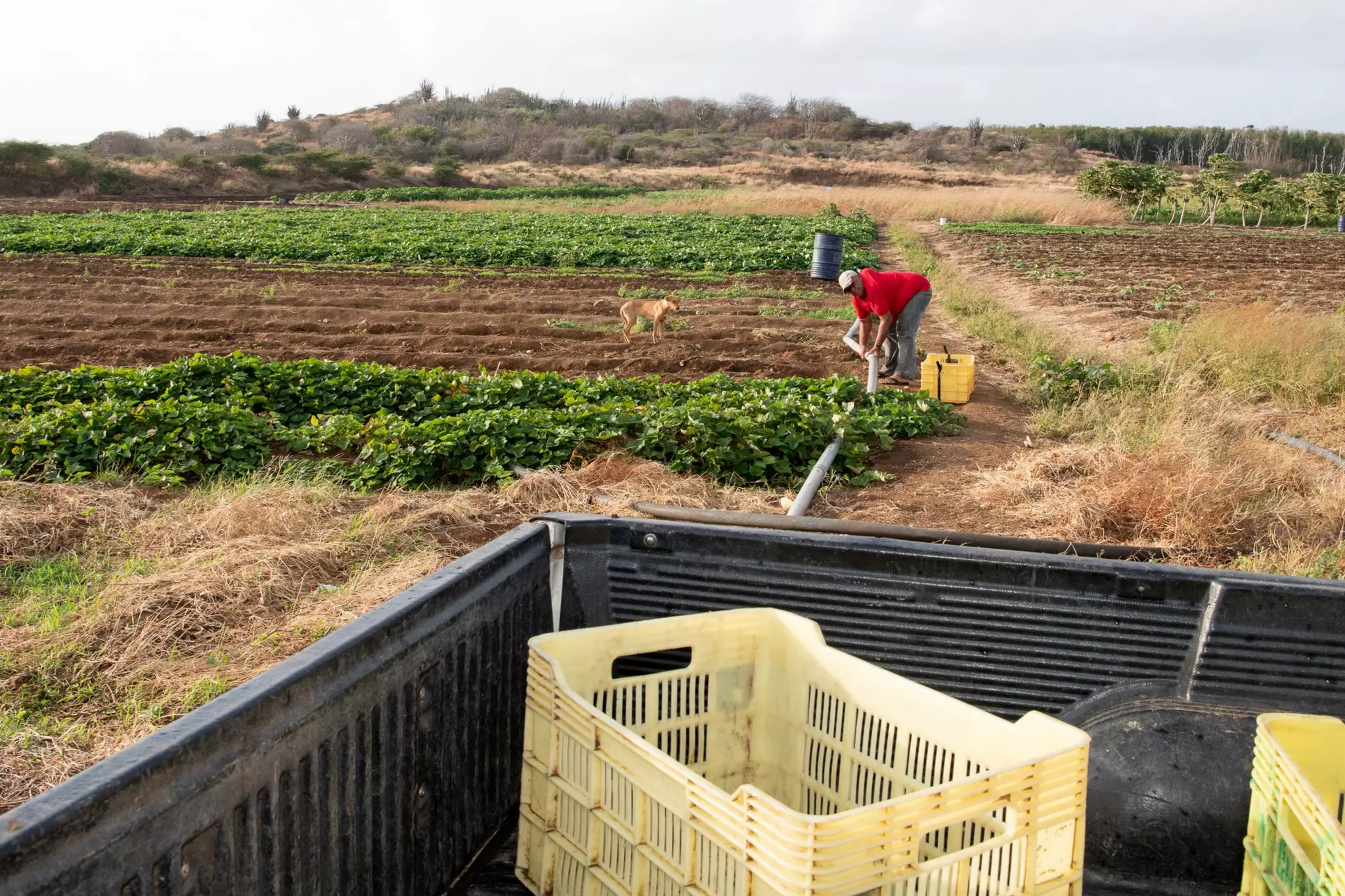 Hidden Green Movement | PPT