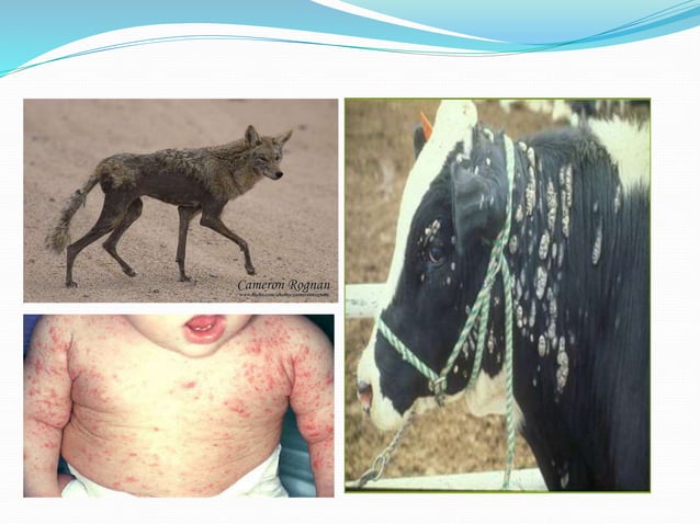 Mange | PPTX | Skin and Dermatology | Diseases and Conditions
