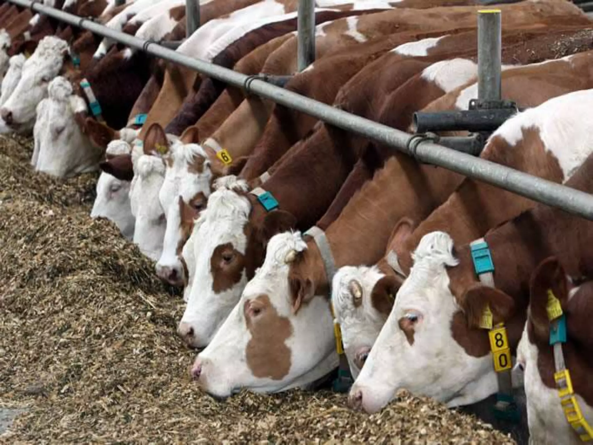 Basic Segments Of Beef Cattle Industry | PPTX