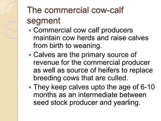 Basic Segments Of Beef Cattle Industry | PPTX