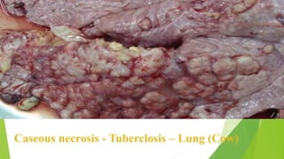 Necrosis and it's types | PPTX