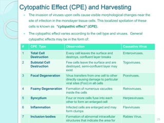 Cultivation Of Viruses -Methods and Conditions | PPTX