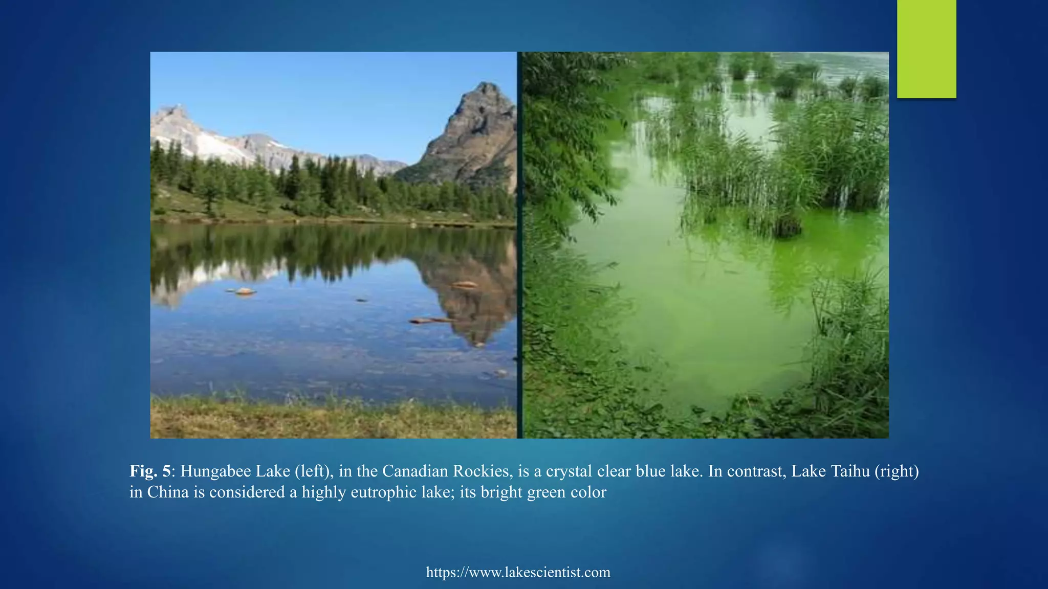 2k21ene10 Eutrophication.pptx