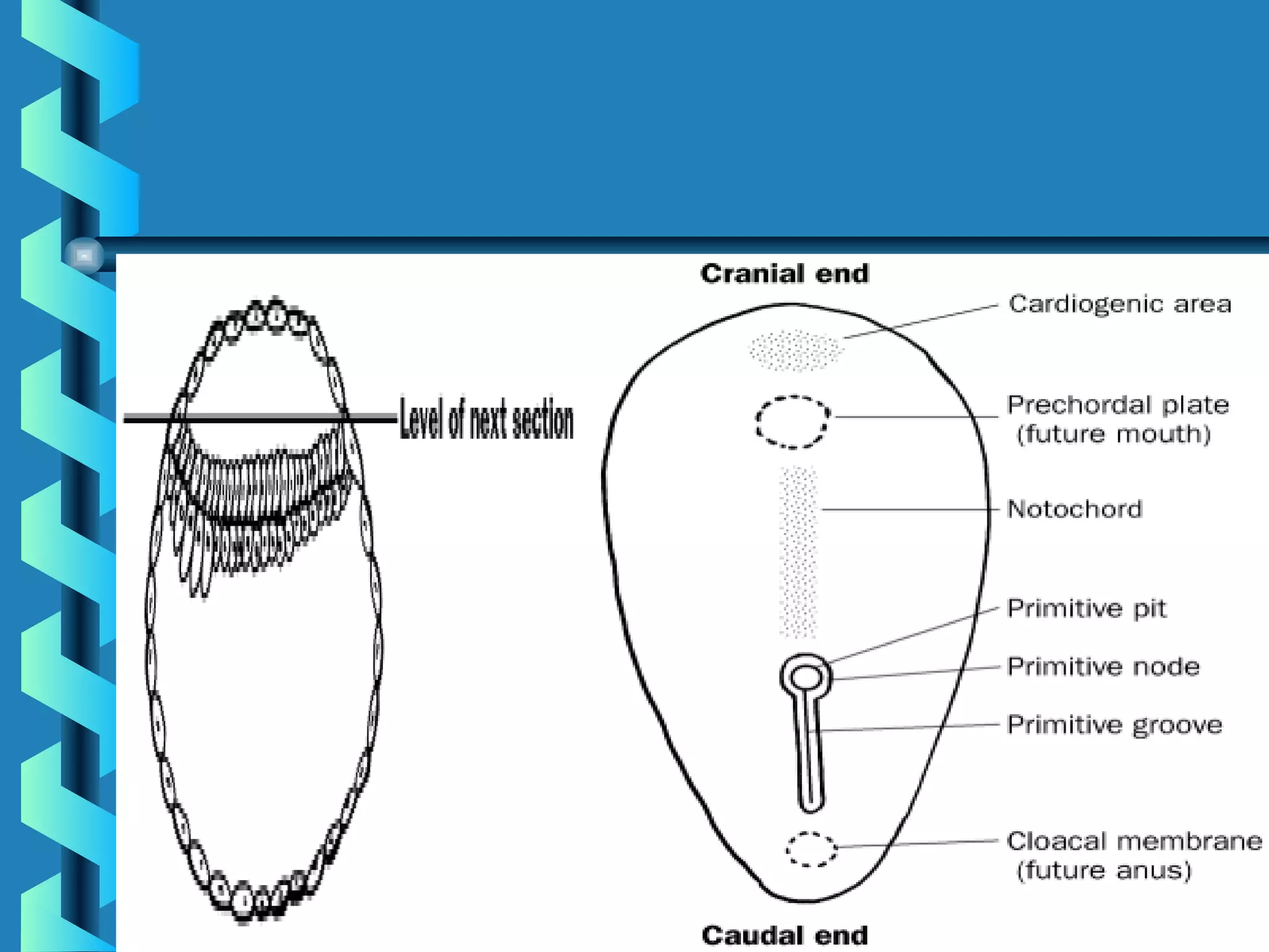 Embryology of Digestive system | PPT