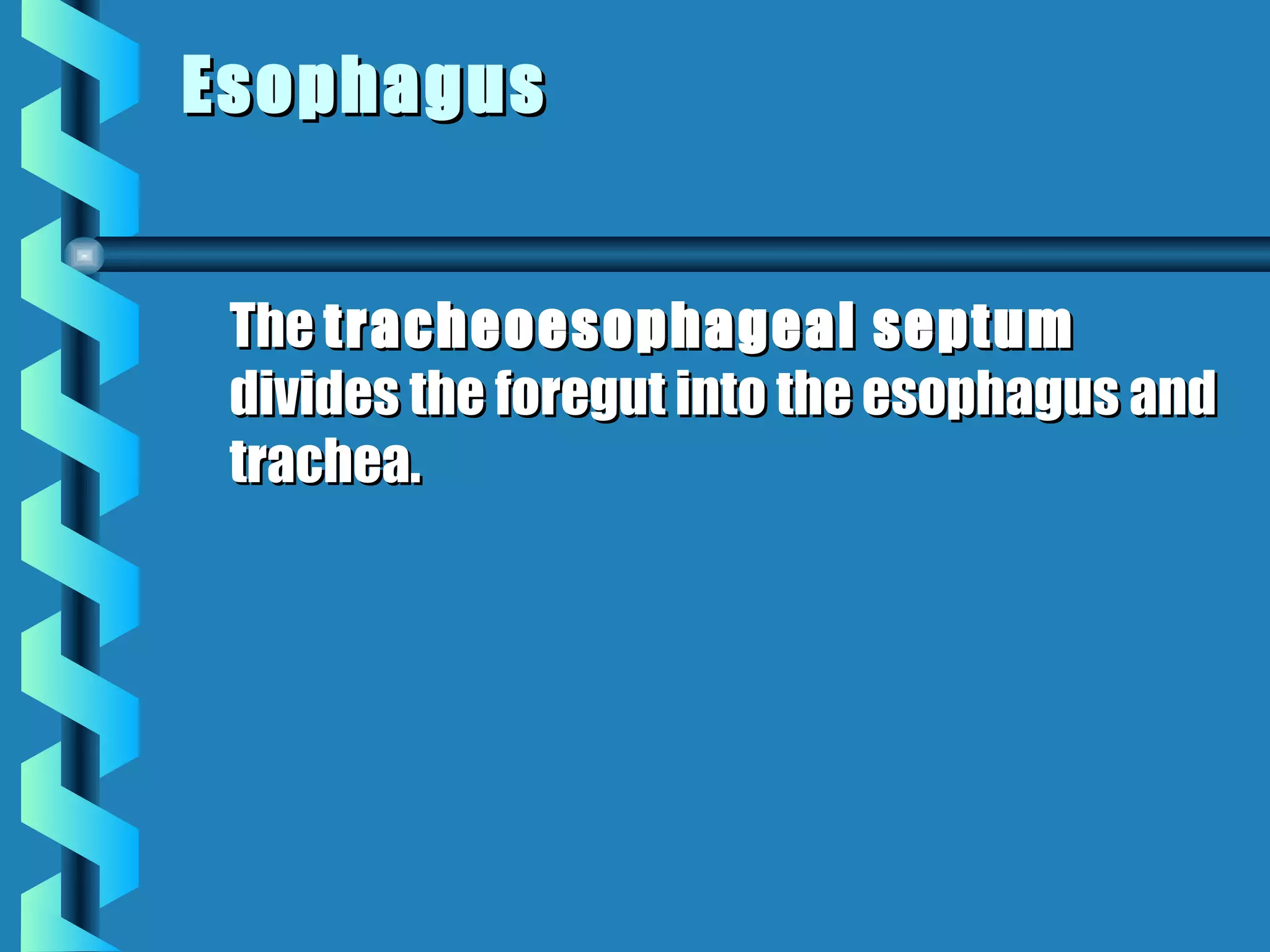 Embryology of Digestive system | PPT