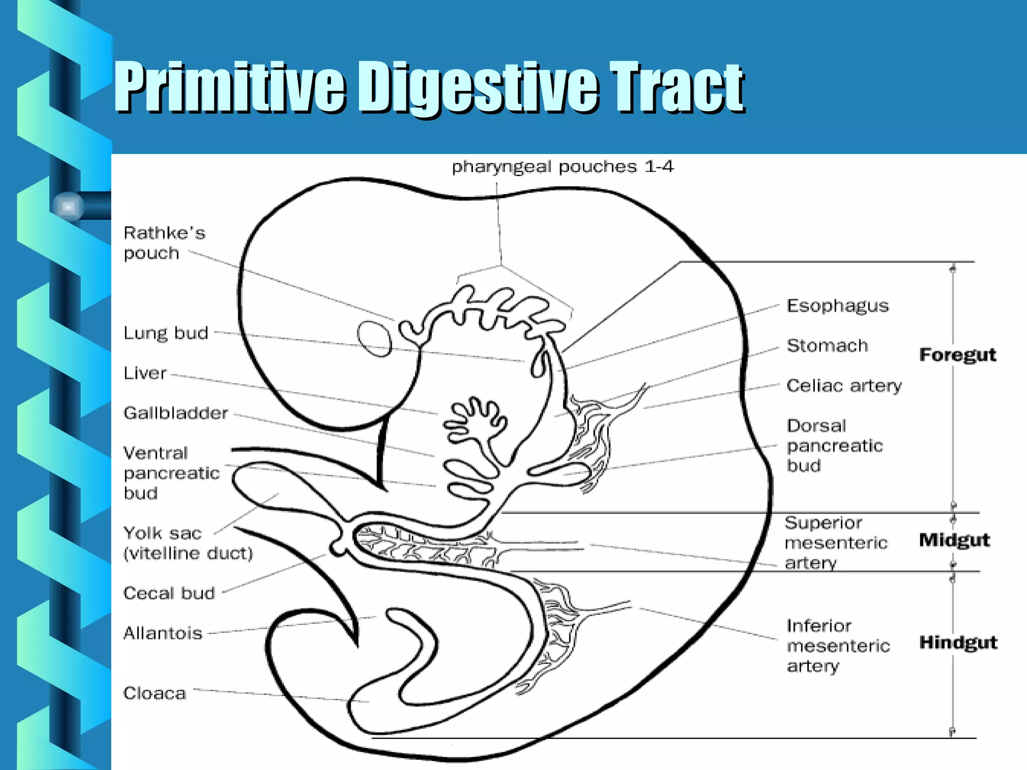 Embryology of Digestive system | PPT