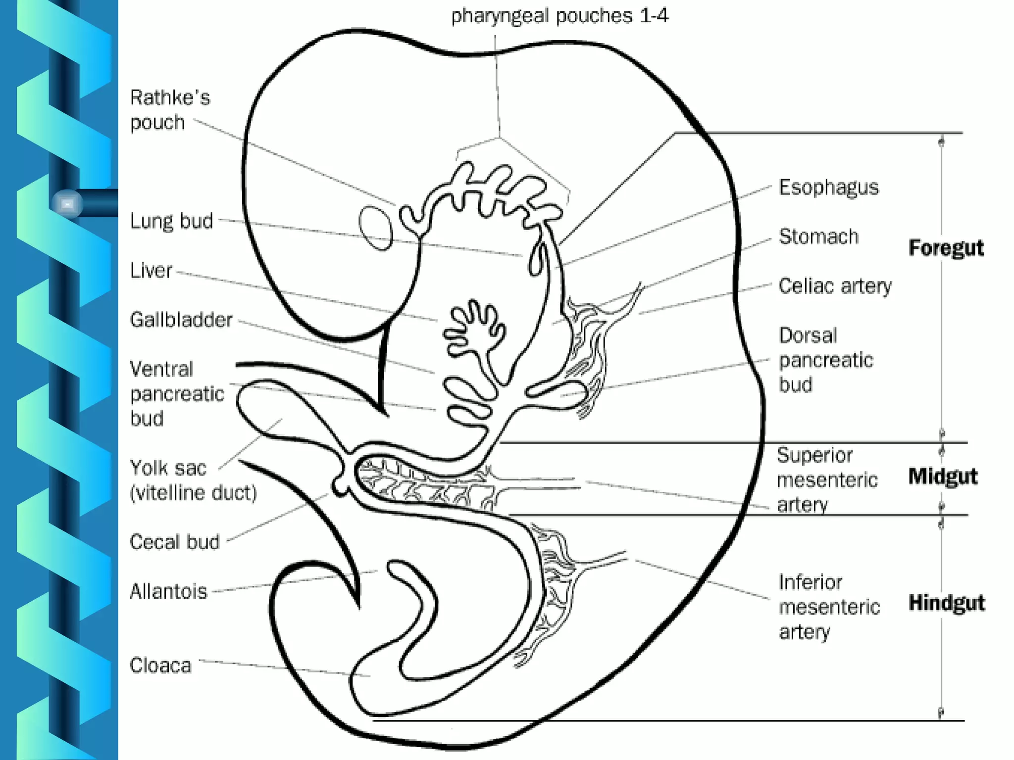 Embryology of Digestive system | PPT