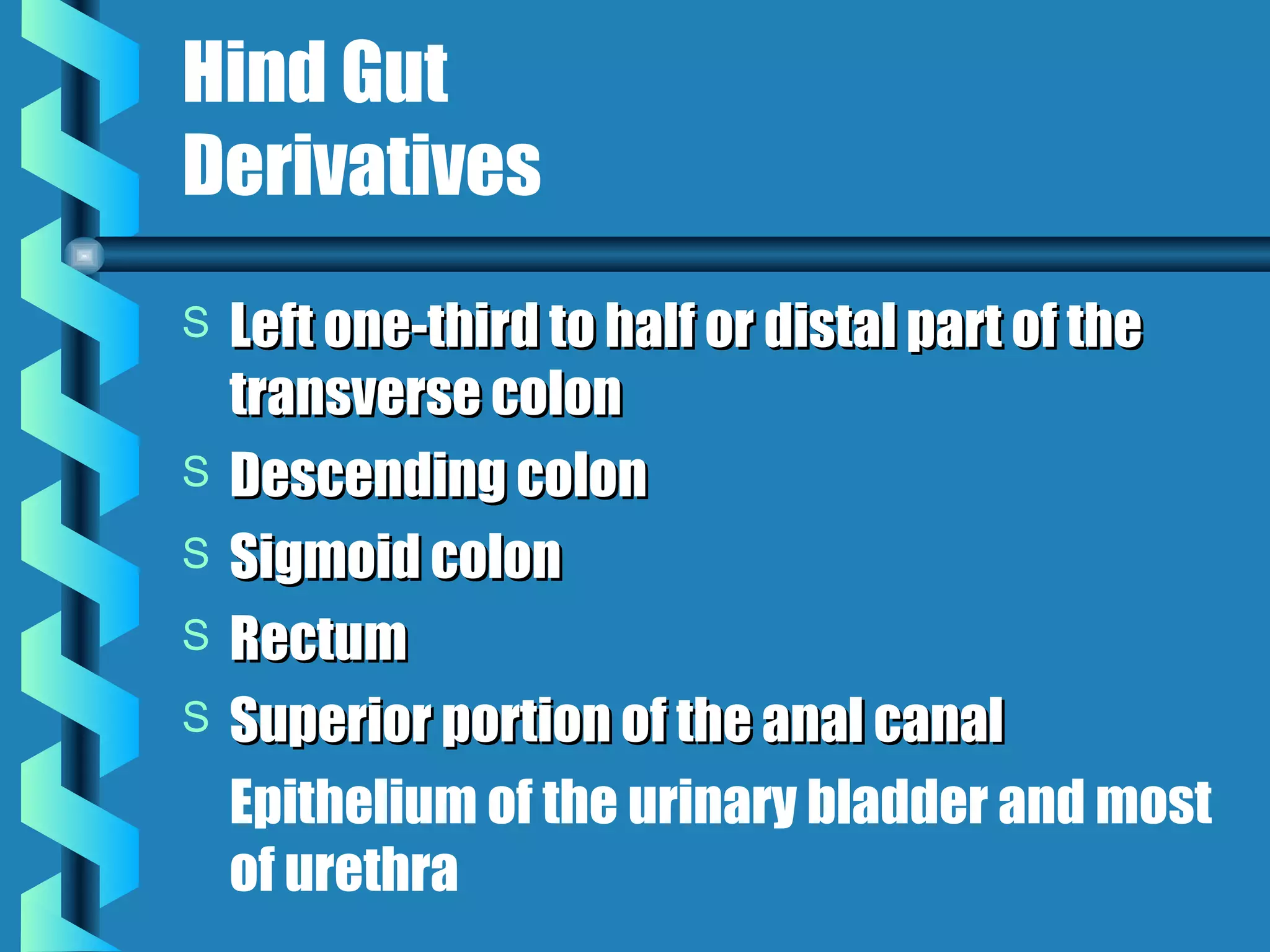 Embryology of Digestive system | PPT