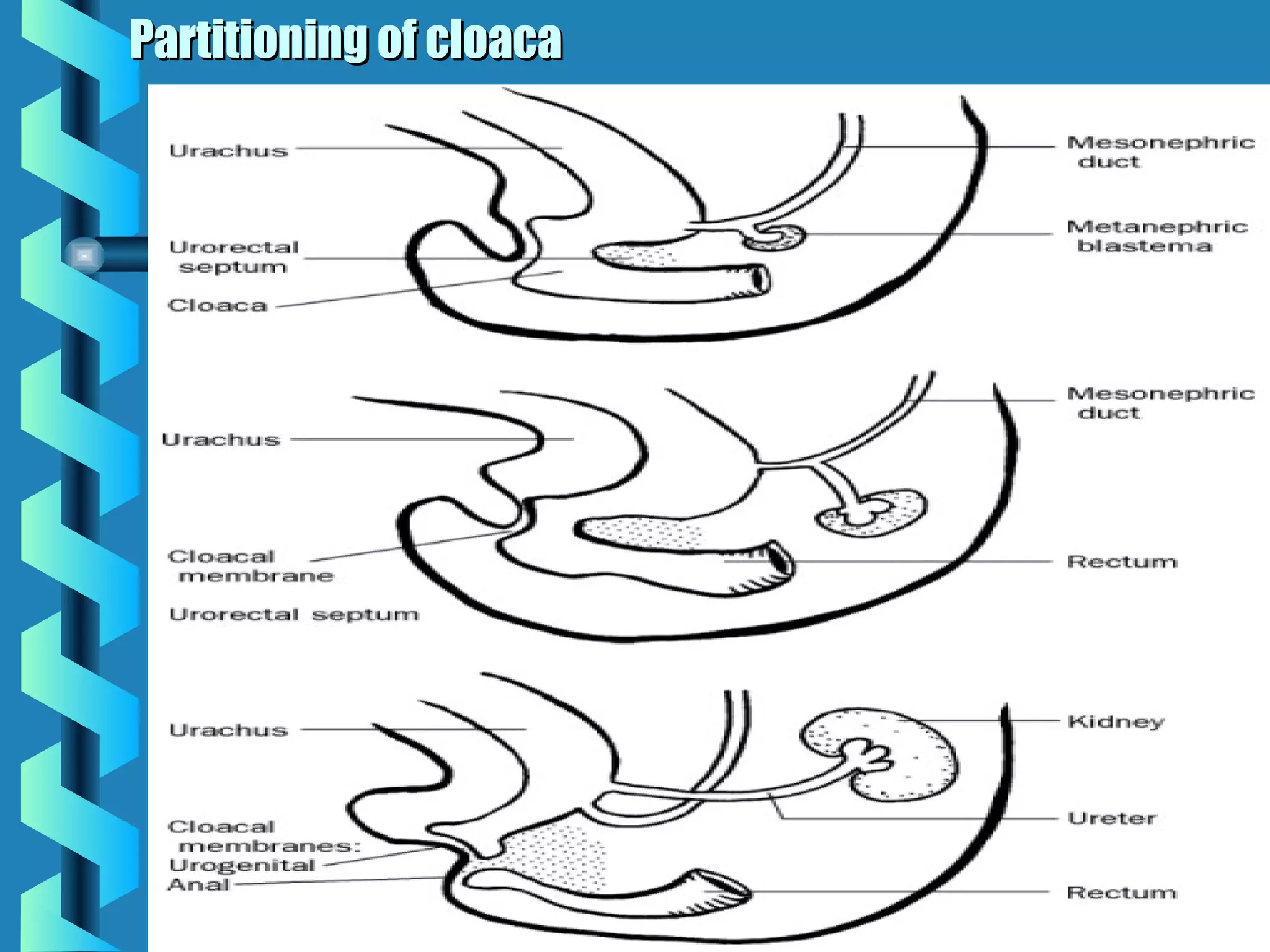 Embryology of Digestive system | PPT