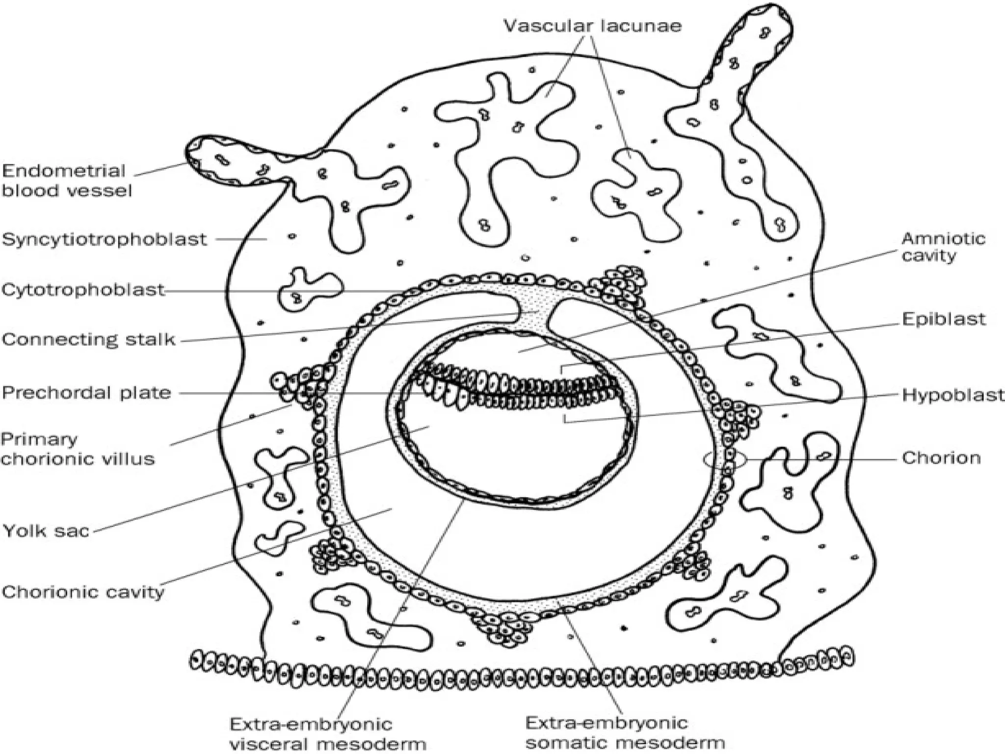 Embryology of Digestive system | PPT