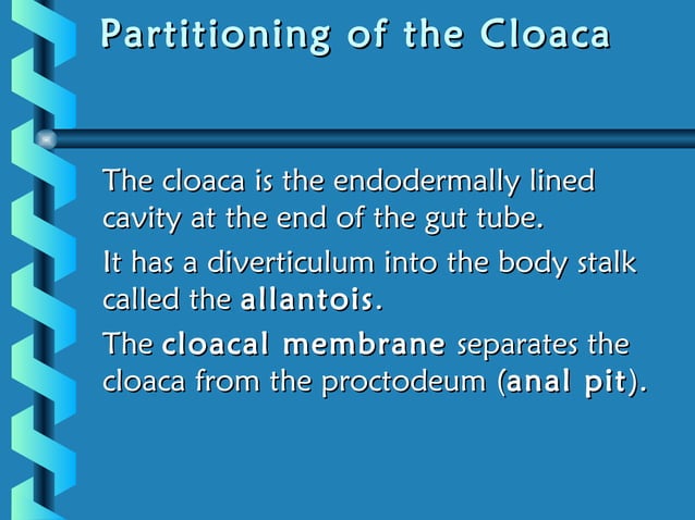 Embryology of Digestive system | PPT | Digestive Disorders | Diseases and Conditions