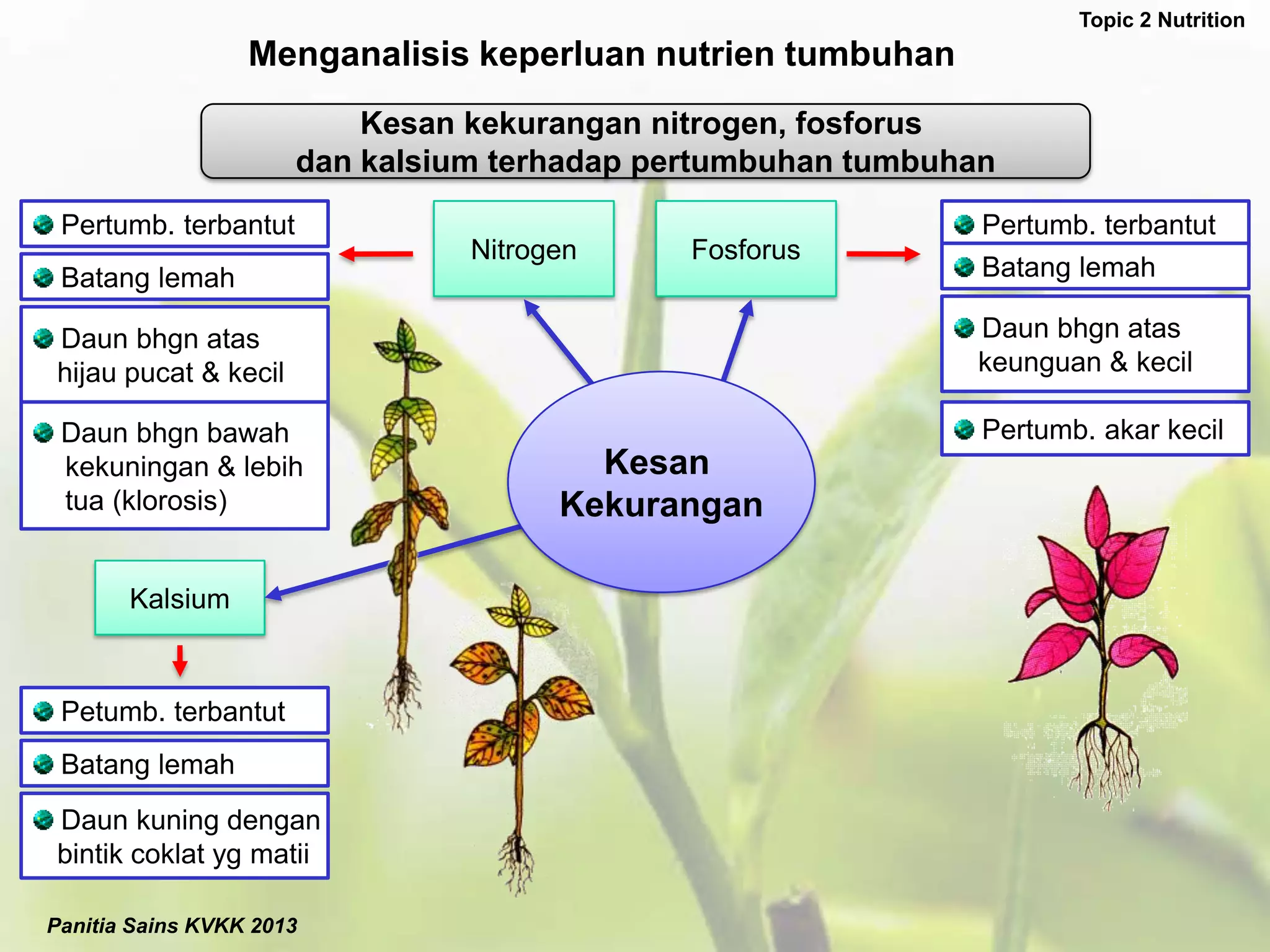 2 keperluan nutrisi tumbuhan | PPTX