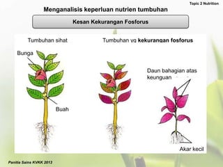 2 keperluan nutrisi tumbuhan | PPTX