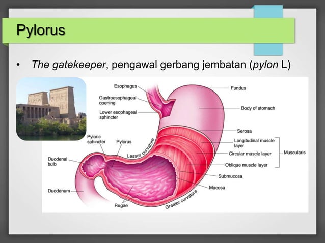 2_KULIAH_Kelainan_Kongenital_Saluran_Ce.ppt