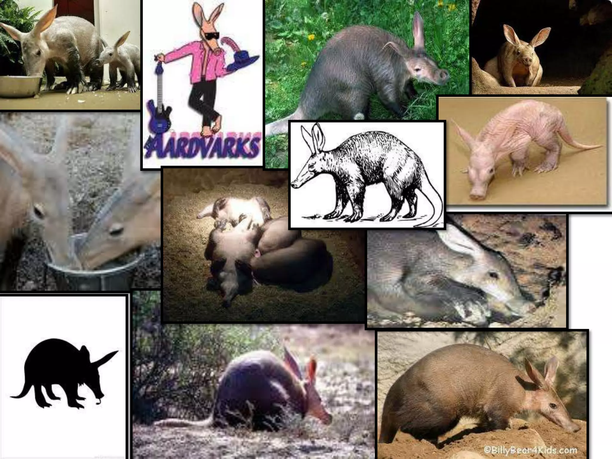 Aardvarks | PPTX