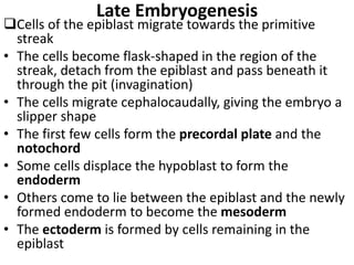 2 Late Embryogenesis .pptx