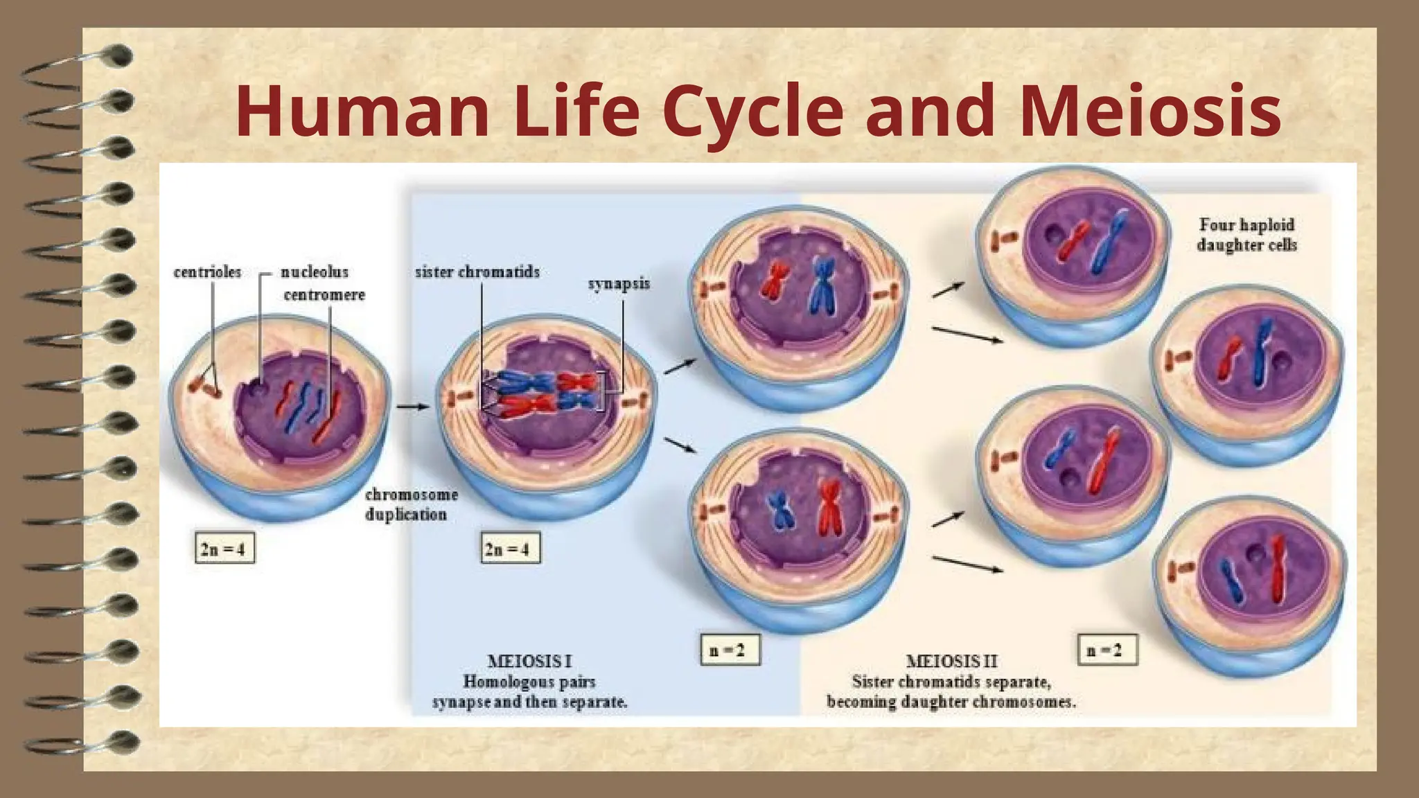 2Lesson 06 - Human Life Cycle and Meiosis - Copy.ppt