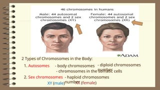 2Lesson 06 - Human Life Cycle and Meiosis - Copy.ppt