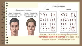 2Lesson 06 - Human Life Cycle and Meiosis - Copy.ppt
