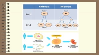 2Lesson 06 - Human Life Cycle and Meiosis - Copy.ppt