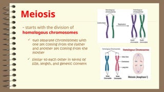 2Lesson 06 - Human Life Cycle and Meiosis - Copy.ppt