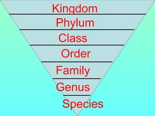 levels of classification 2010 | PPT