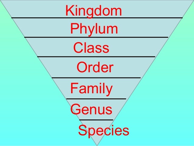 levels of classification 2010