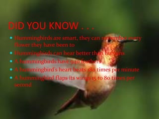 Hummingbirds | PPTX