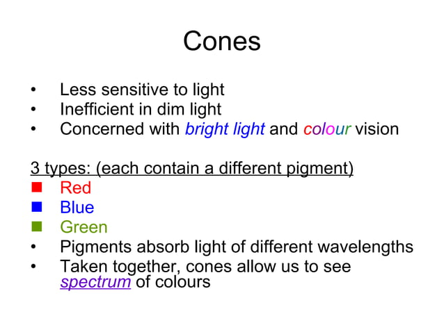 Chapter 14 The Human Eye Lesson 2 - Light Detection | PPT | Eye and ...