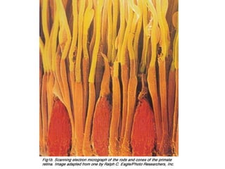 Chapter 14 The Human Eye Lesson 2 - Light Detection | PPT