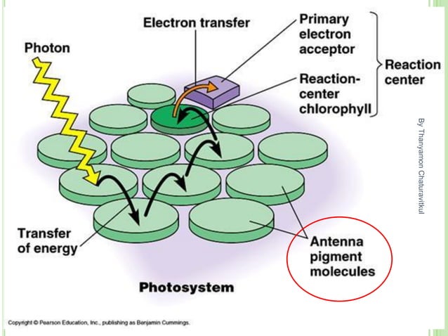 light reaction | PPT