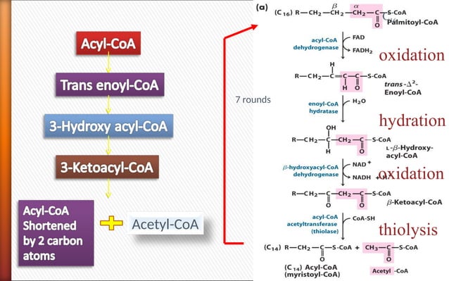 2 lipid oxidation types and steps and regulation.ppt