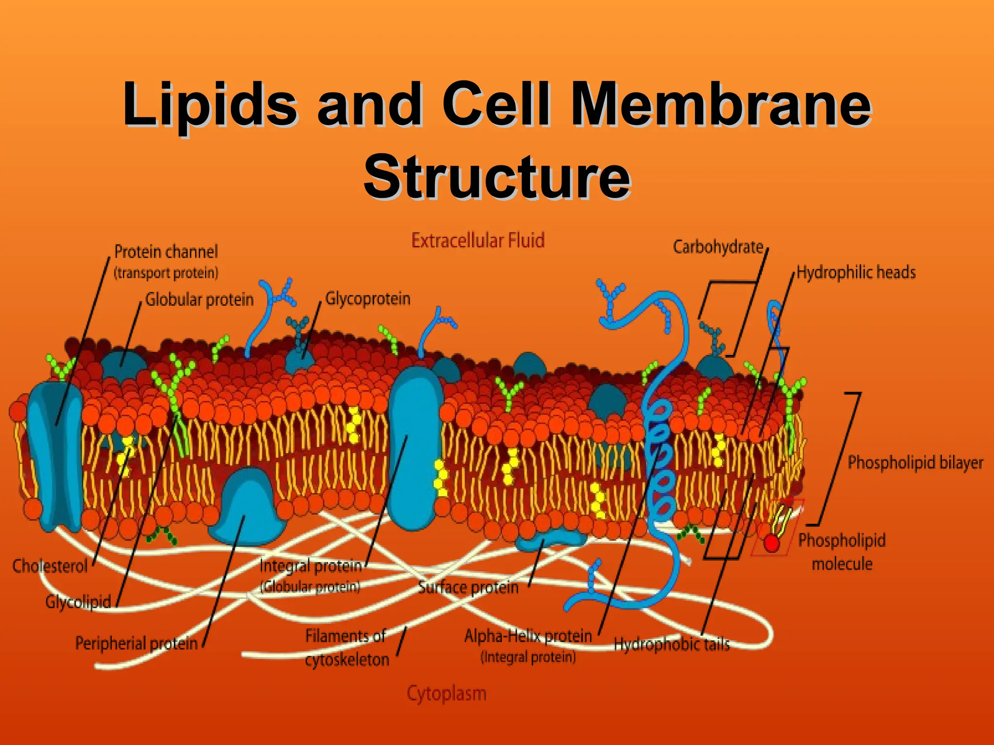 2_lipids_and_cell_membrane_structure_1011.ppt