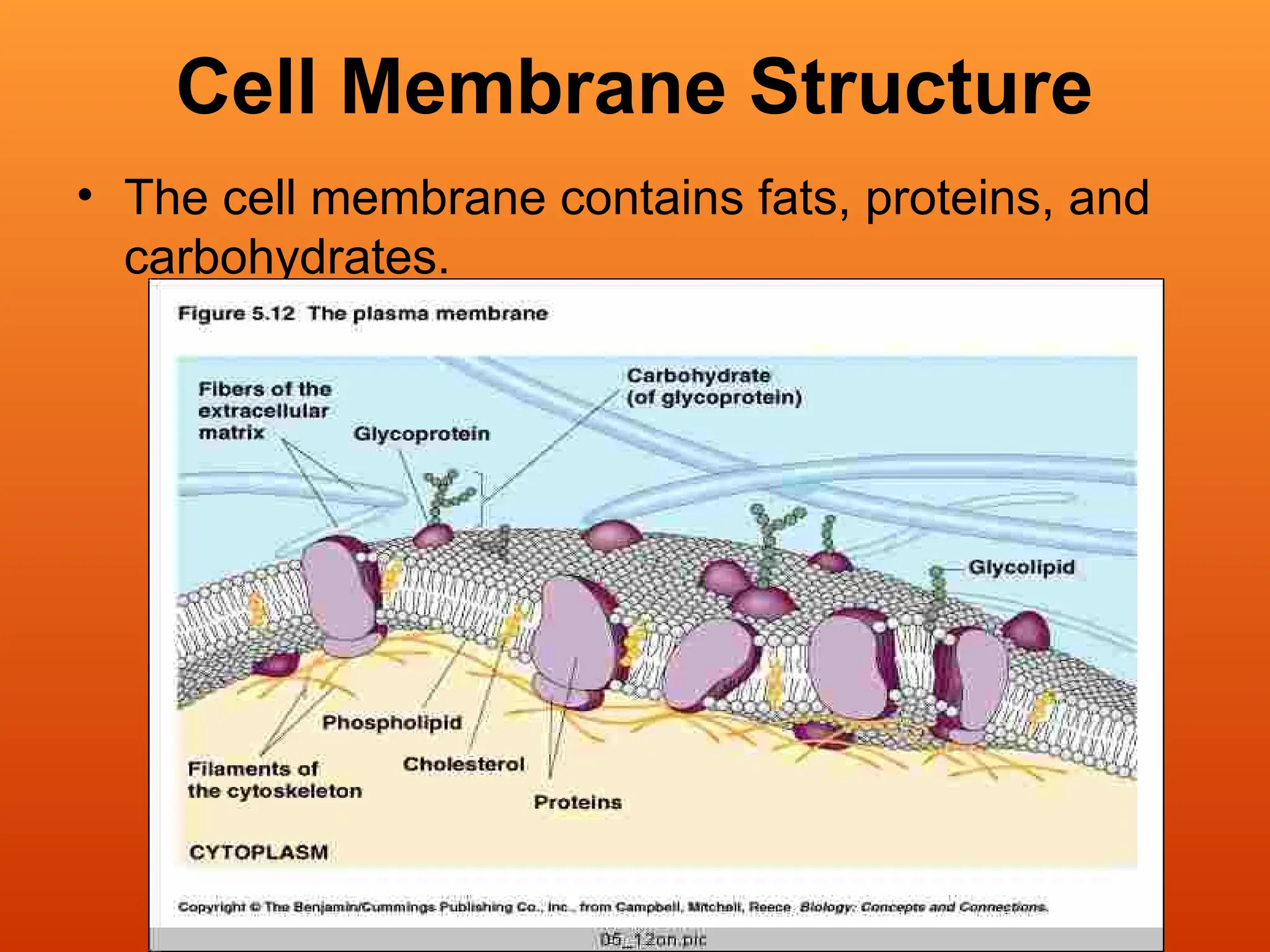 2_lipids_and_cell_membrane_structure_1011.ppt