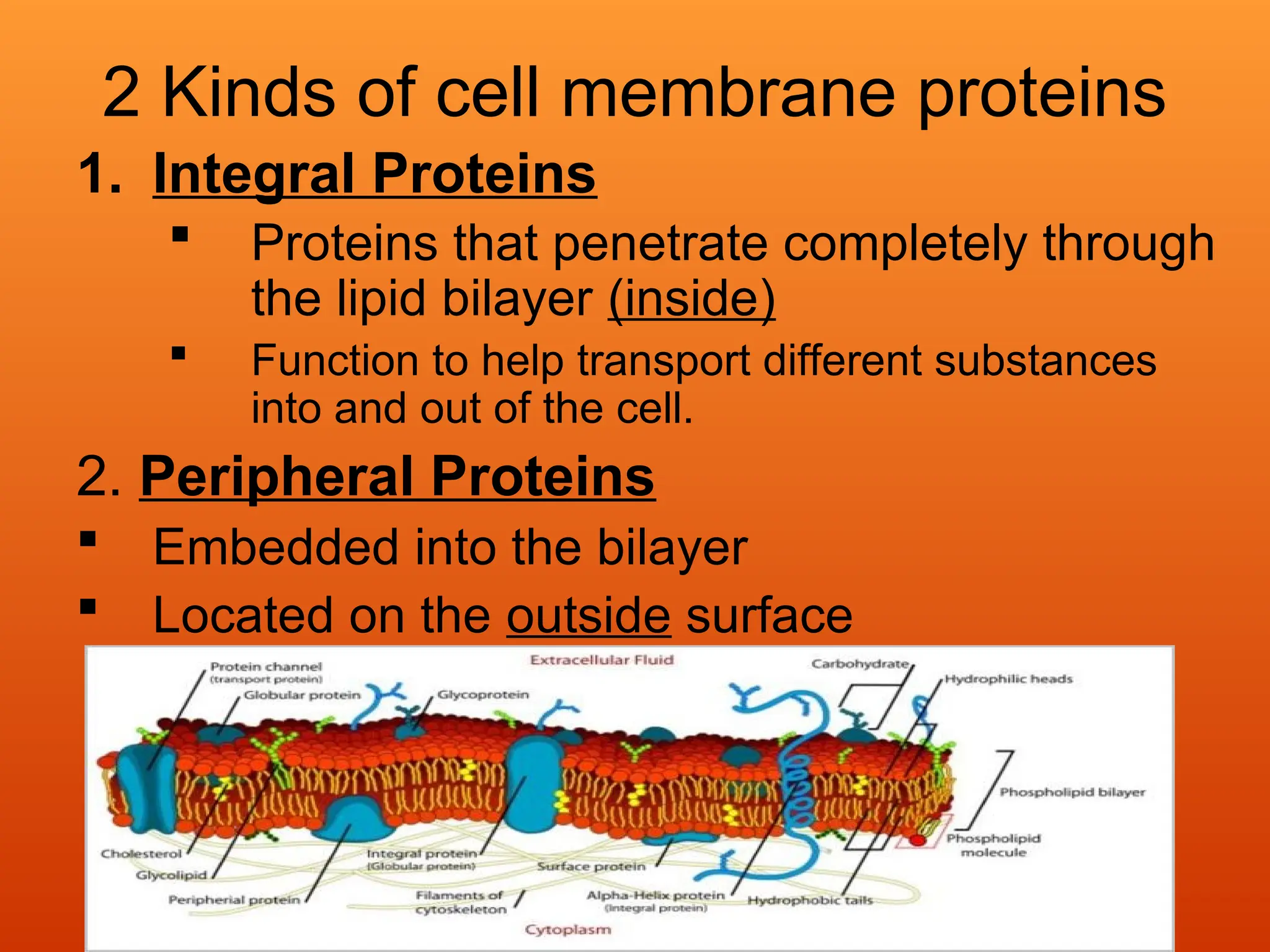 2_lipids_and_cell_membrane_structure_1011.ppt