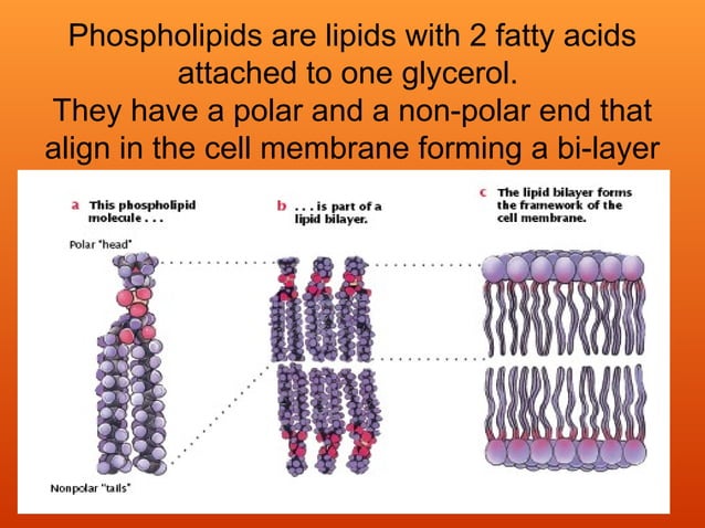 2_lipids_and_cell_membrane_structure_1011.ppt