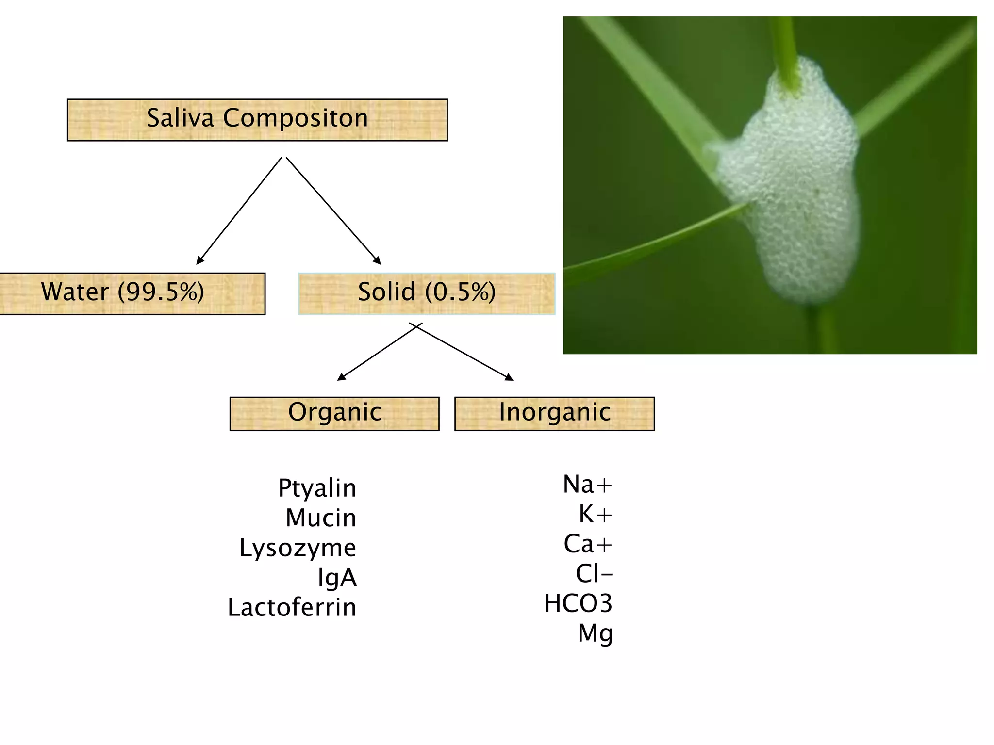 Major salivary gland by Dr.Hardik Rupareliya | PPT