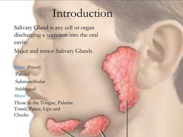 Major salivary gland by Dr.Hardik Rupareliya | PPT | Ear, Nose and Throat Conditions | Diseases ...