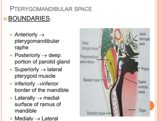 2 mandibular_spaceinfection-.pptx | Ear, Nose and Throat Conditions ...