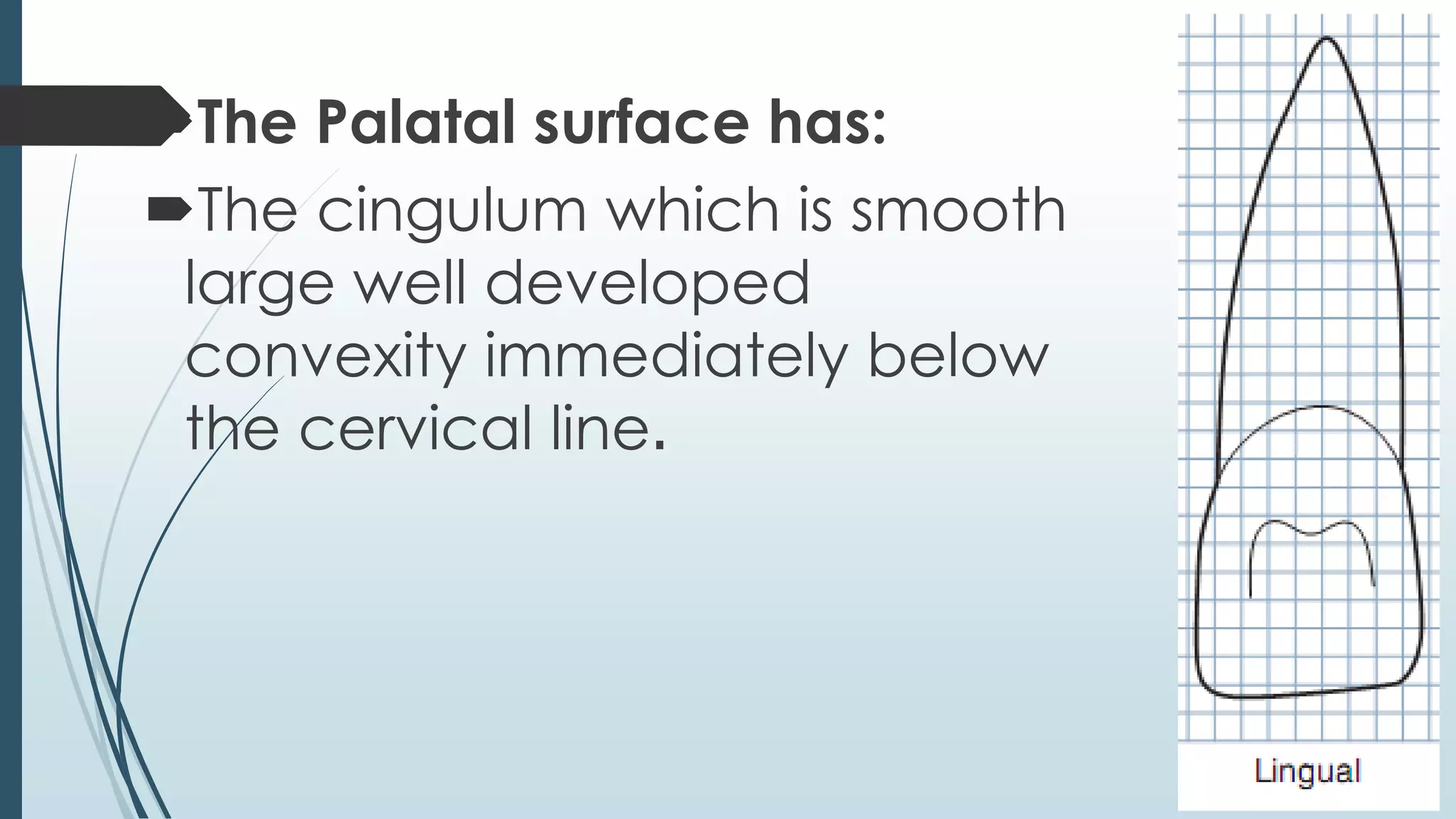 2 maxillary 1st incisor | PDF