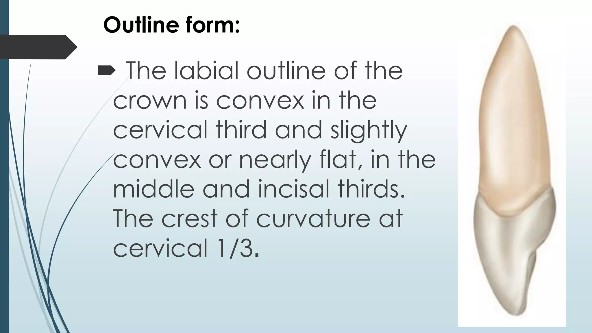 2 maxillary 1st incisor | PDF