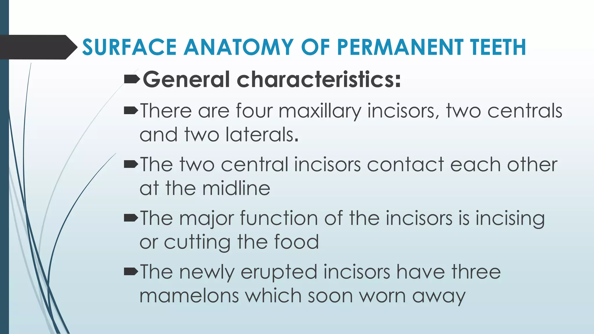 2 maxillary 1st incisor | PDF