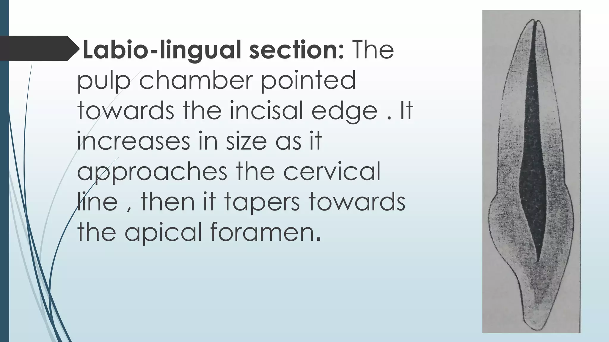 2 maxillary 1st incisor | PDF